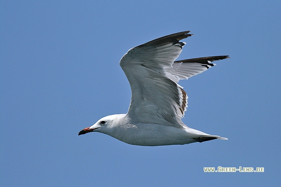 Korallenmöwe, Vögel | Green-Lens.de (Naturfotografie)