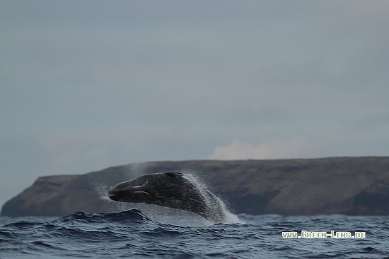 Pottwal, Säugetiere | Green-Lens.de (Naturfotografie)