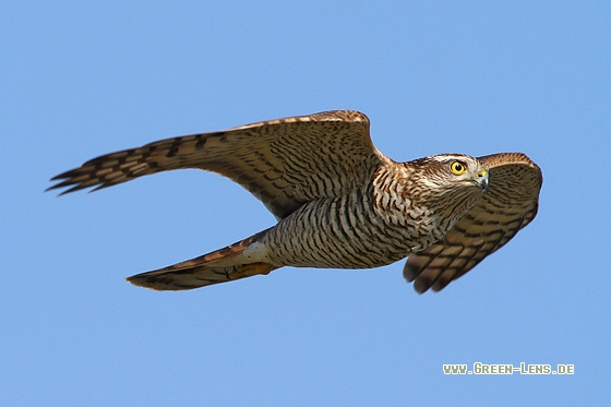 Sperber, Vögel | Green-Lens.de (Naturfotografie)